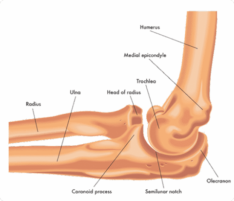 Elbow Biceps Tendon Tear Diagnosis & Treatment in MD